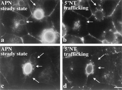 Longer Pretreatment Of Cells With Wortmannin Does Not Lead To The