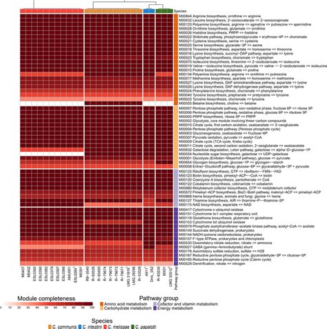 Heatmap Illustrating The Level Of Completeness Of Kegg Metabolic Download Scientific Diagram