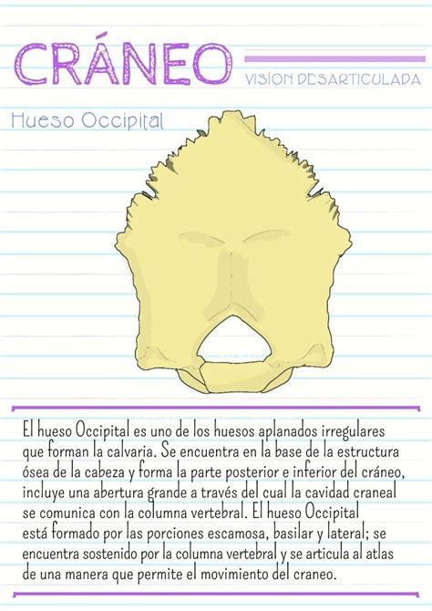 Pin de Apuntes de medicina en Apuntes de anatomía Anatomía Anatomía médica Anatomia y