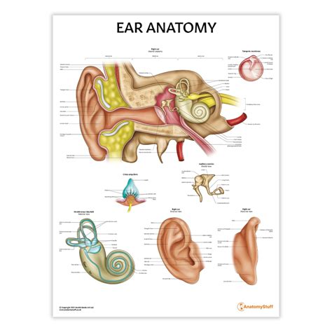 Ear Anatomy Poster Anatomical Ear Chart Anatomystuff