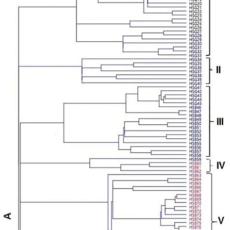 Dendrogram Generated Using Jaccards Coefficient And Upgma Cluster