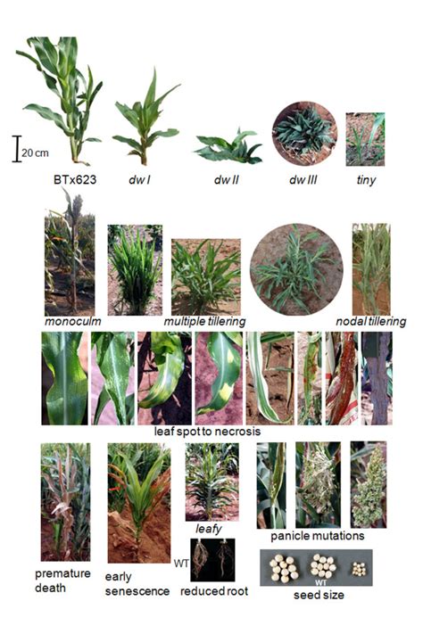 A Gallery Of Selected Mutant Phenotypes Selected Mutant Phenotypes