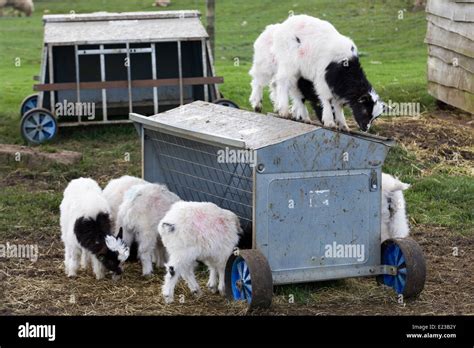 Livestock Troughs Hi Res Stock Photography And Images Alamy