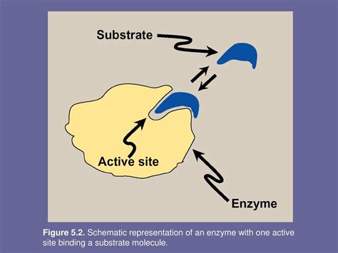 Unit I Protein Structure And Function Ppt Download