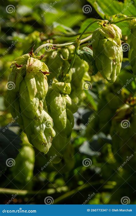 Humulus Lupulus Is A Species Of Perennial Herbaceous Plants Of The Hemp