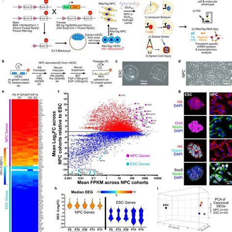 Neural Induction And Expansion Of Ribotag Mesc Derives Reproducible And