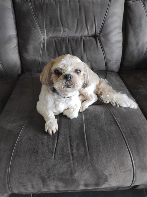 Laetitia Mathonet Simba Crema Dignity