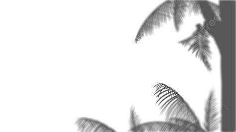 Coconut Tree Shadow Png Picture Coconut Tree Fruit Tree Shadow