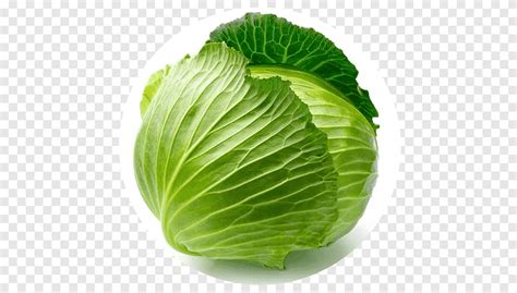 Savoy กะหล่ำปลีผักกาดขาวกะหล่ำปลี Brassica Oleracea กะหล่ำปลี Png
