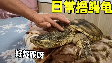 鳄龟躺在床上被主人摸摸头，龟宝一天中最快乐的时候 爱龟如初 Youtube