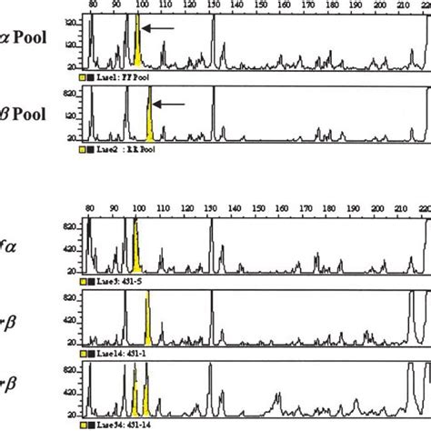 Bulked Segregant Analysis Used To Generate Aflp Markers The Figure Download Scientific