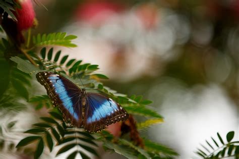 Leaves Animals Nature Photography Macro Branch Butterfly Insect