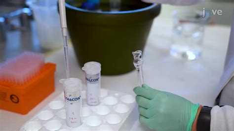 비디오 기계적 해리를 이용한 마우스 등뿌리 신경절에서 대식세포의 격리 Isolation Of Macrophages From Mouse Dorsal Root Ganglion