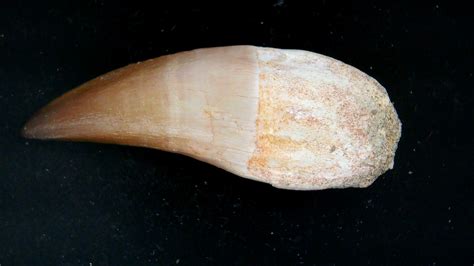 Prognathodon Anceps Cretaceous Mosasaurus Tooth