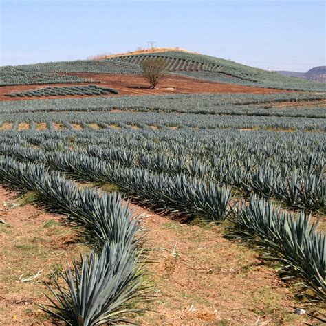 Agave Garciae Mendozae Agave Garden Plants 10 Pcs Seeds