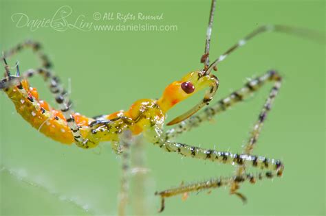 Immature Sycamore Assassin Bug Pselliopus Genus Daniel Lim Photography