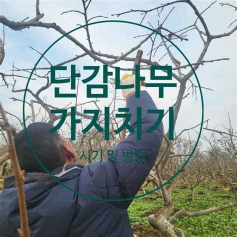 과수 가지치기 시기 및 단감나무 가지치기 방법 전정 네이버 블로그