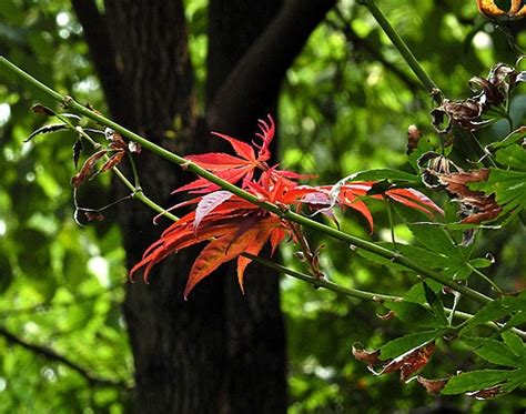 Gambar Background Bahan Daun Maple Vektor Dan File Psd Untuk Unduh