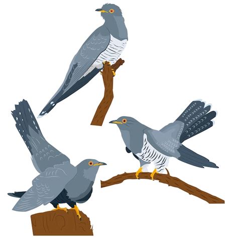 Un Ensemble De Trois Coucous Assis Sur Des Branches Vecteur Premium