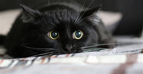 Perché i gatti fanno gli agguati Animalidifamiglia it