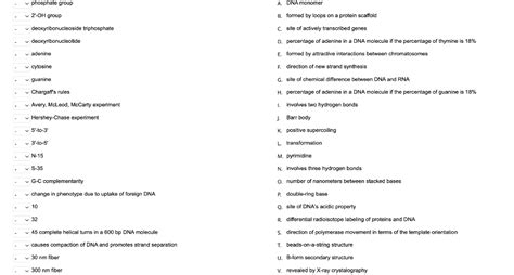 Solved A Dna Monomer B Formed By Loops On A Protein
