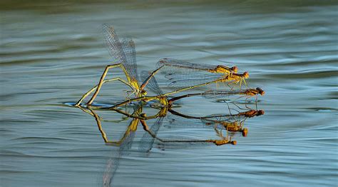 Its A Cluster Photograph By Mike Scott Fine Art America