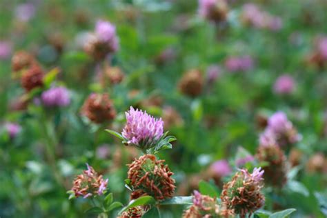 Imagens De Kleefeld Explore Fotografias Do Stock Vetores E Vídeos De 137 Adobe Stock