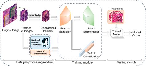 Figure From A Multi Task Convolutional Neural Network For Lesion