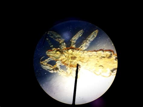 Premium Photo Close Up Of Insect On Plant Against Moon At Night