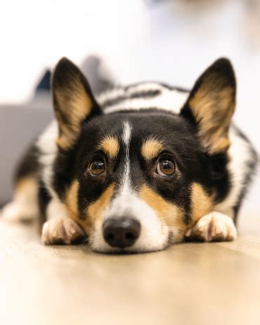 Cute Black Headed Tri Color Pembroke Welsh Corgi Laying On The Floor