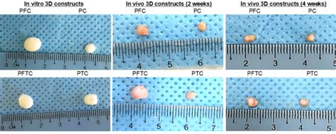 Macroscopic Observations Of The Four Groups Of In Vitro Constructs Download Scientific Diagram