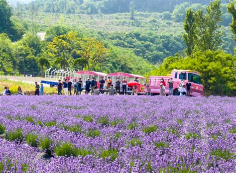 보랏빛 물든 동해 무릉별유천지라벤더 축제 개최 노컷뉴스
