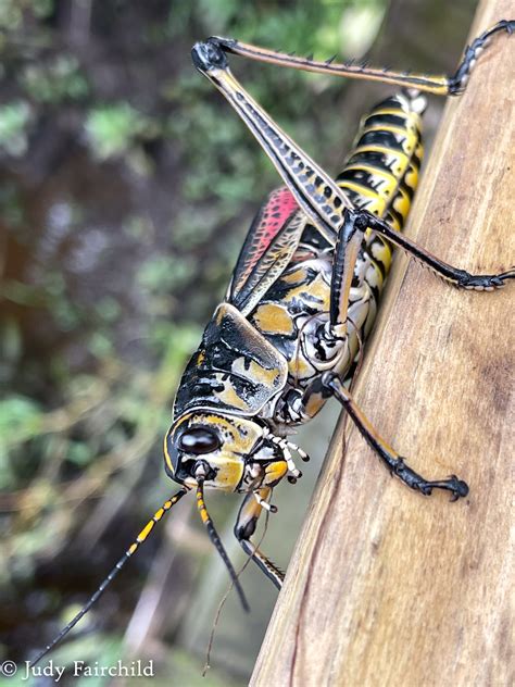 Eastern Lubber Grasshoppers Are Colorful And Flightless Nature Walks With Judy