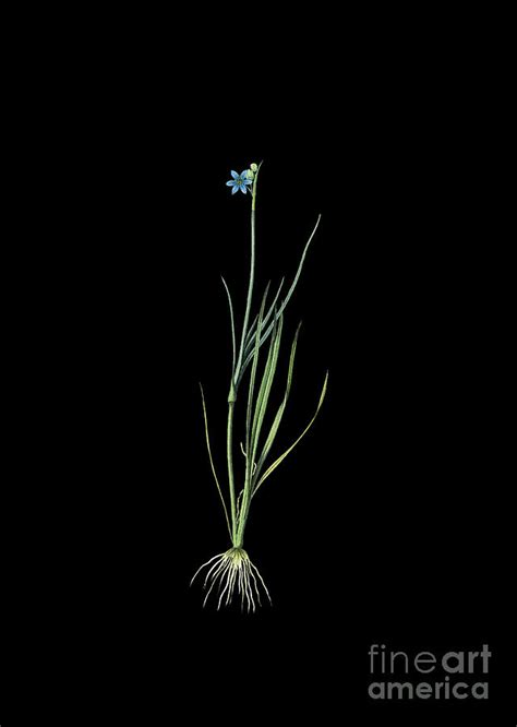 Vintage Narrow Leaf Blue Eyed Grass Botanical Art On Solid Black N0978