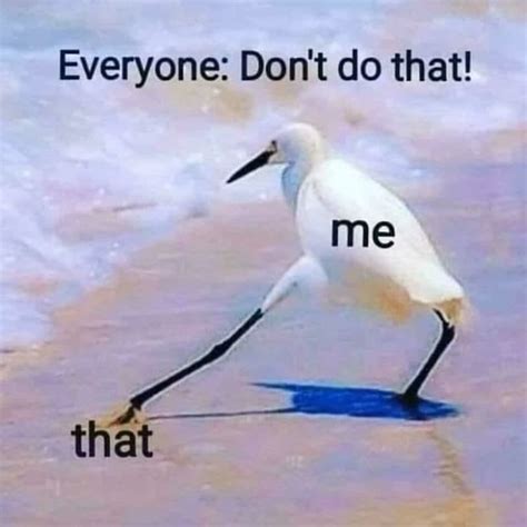 30 Funniest Bird Memes That Are Promised To Make You Laugh Out Loud