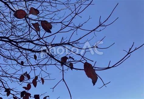 裸の枝と冬空寒々しい光景 No 28258515写真素材なら写真AC無料フリーダウンロードOK