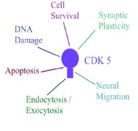 Diverse Biological Function Of CDK5 Download Scientific Diagram