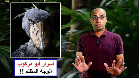 Shoebill Bird أسرار طائر أبو مركوب Youtube
