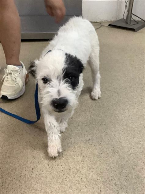 Melissa 🔹location Found Fort Worth Tx 76115 Animal Id 59585971