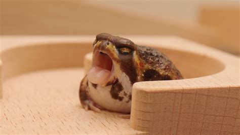 Potato Frog