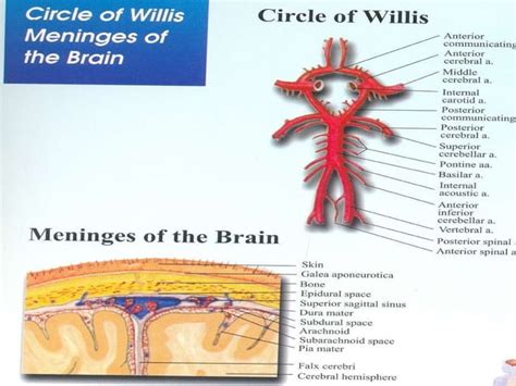Localization In Clinical Neurology Ppt