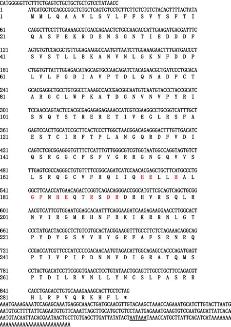 Nucleotide Sequence And Predicted Amino Acid Sequence Of Hce Of