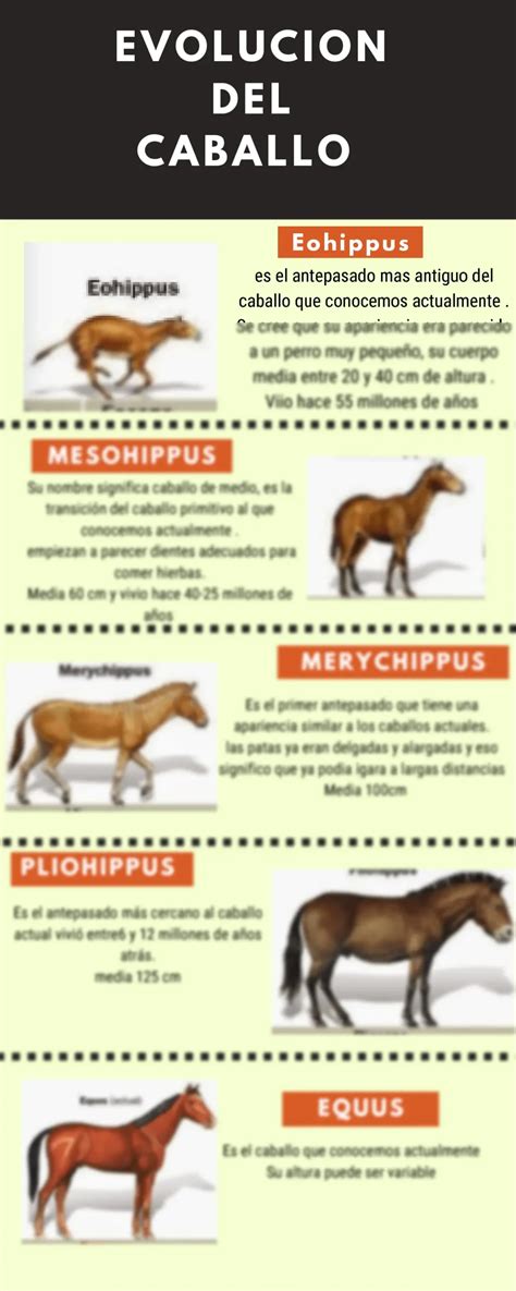 Resumen De La Historia Del Caballo Origen Importancia Y Domesticación