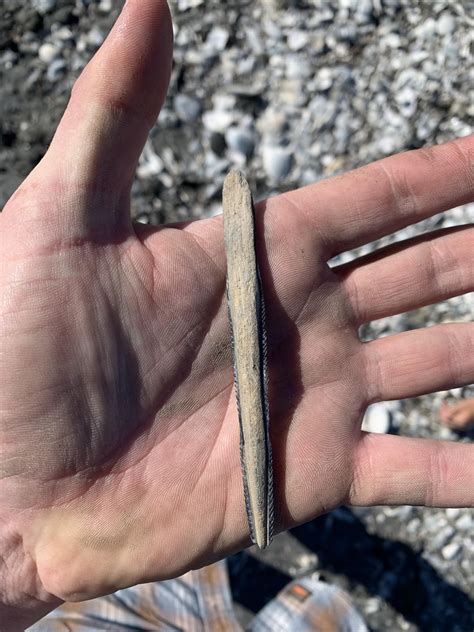 Need Help Fossil Id R Fossils