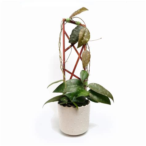 Angular Indoor Plant Trellis Etsy