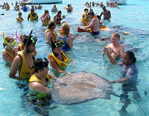 Caymans Stingray City Has The Sandbar Hopping