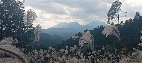 立石山（骨峯の木） 杵築市山香町 ゆみちゃんさんの御許山・雲ヶ岳・米神山の活動データ Yamap ヤマップ