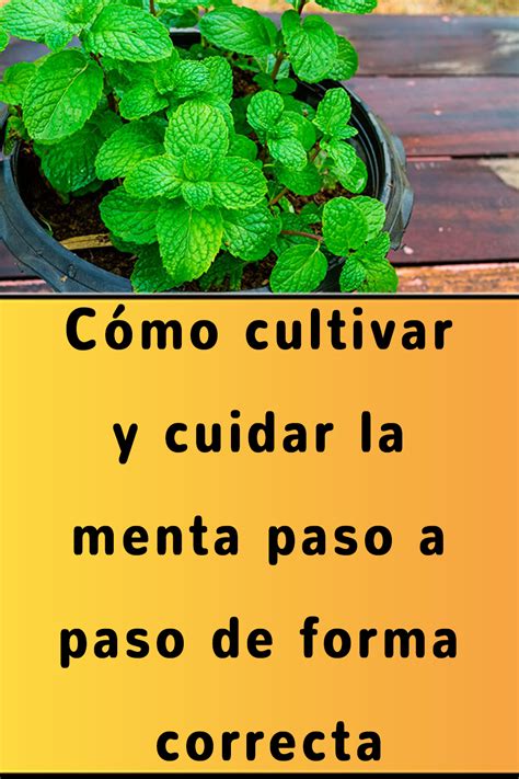 Cómo Cultivar Y Cuidar La Menta Paso A Paso De Forma Correcta Artofit