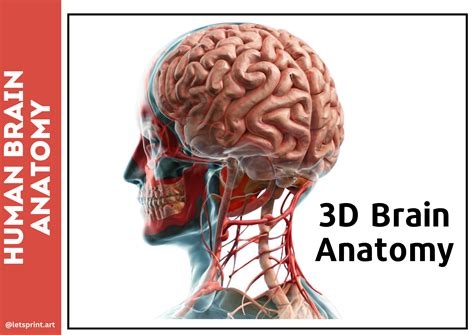 Brain Anatomy Clipart Human Brain Anatomy Brain Clipart Made By
