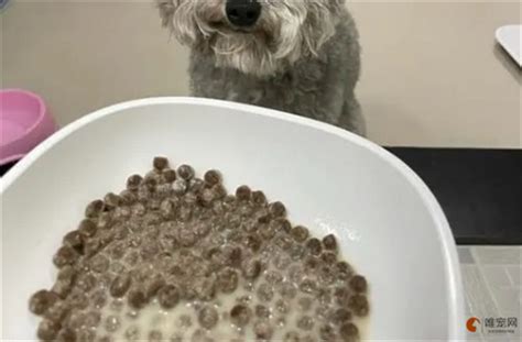 羊奶粉干拌狗粮行吗 单独喂还是和狗粮一起 唯宠网
